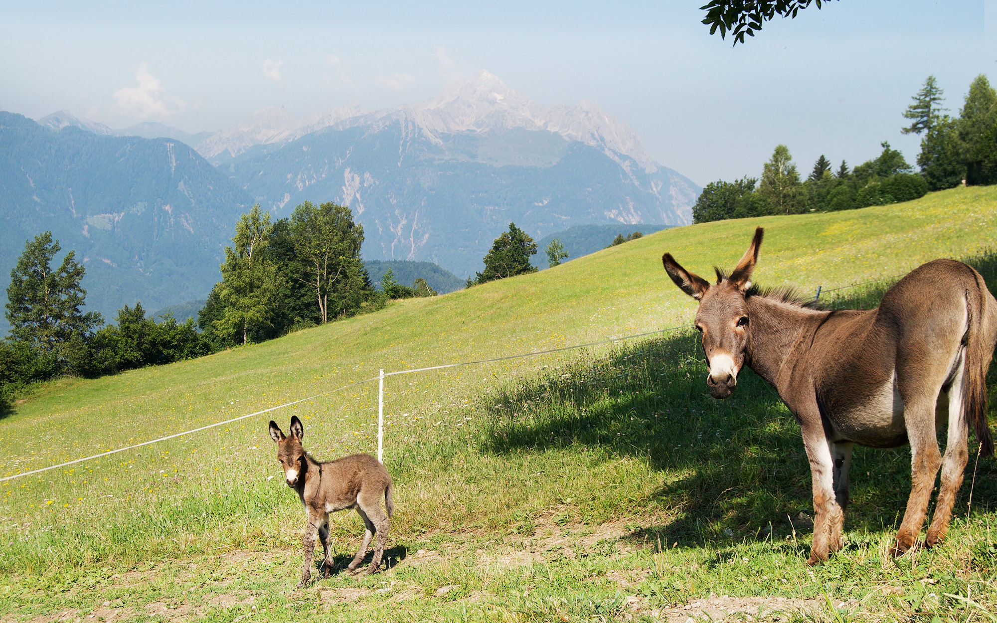 Gold auf 1130 m Seehöhe: Bergkräutertee! | Schönste Zeit Magazin